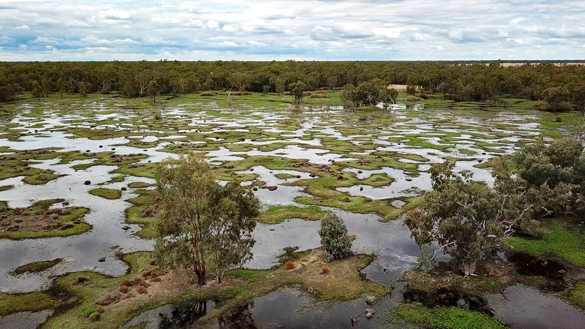 Visit the Macquarie Marshes - Window on the wetlands (WOW) centre